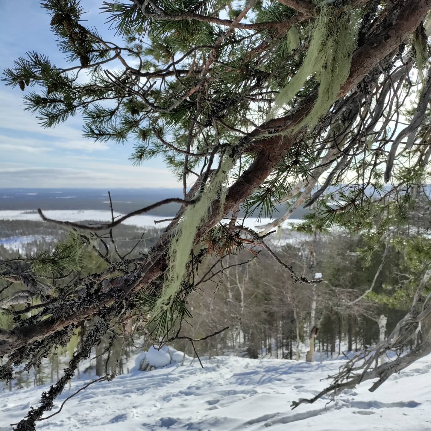 Heidi Backman - Kapua